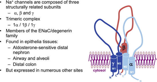 Epithelial Sodium Channels (ENaCs) | SpringerLink
