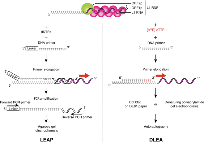 Biochemical Approaches to Study LINE-1 Reverse Transcriptase Activity ...