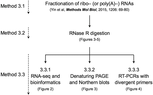 Characterization of Circular RNAs | SpringerLink