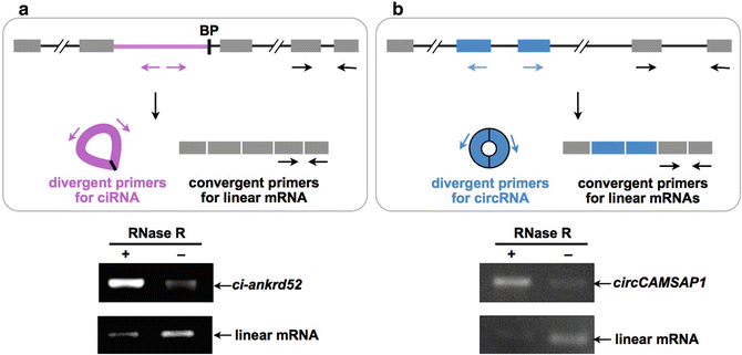 Characterization of Circular RNAs | SpringerLink