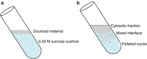 Nuclear RNA Isolation and Sequencing | SpringerLink