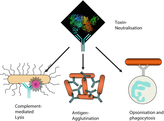 Principles of Vaccination | SpringerLink