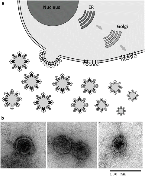 Development of Rabies Virus-Like Particles for Vaccine Applications ...