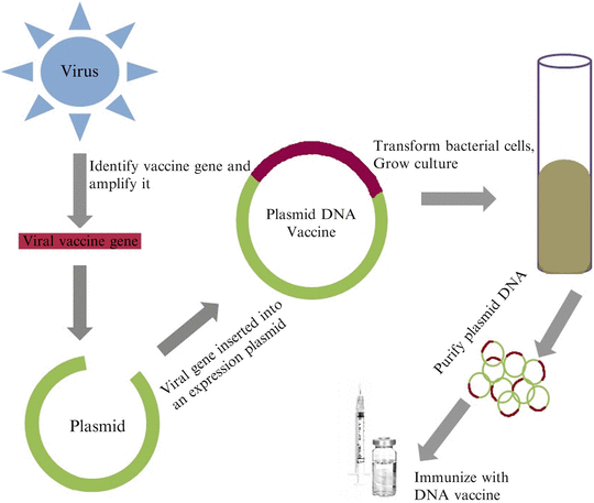DNA Vaccination in Chickens | SpringerLink