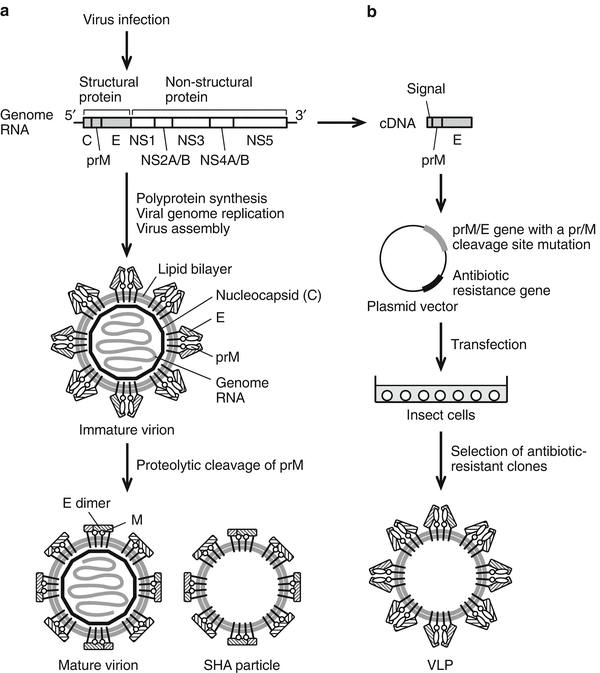 Production of Japanese Encephalitis Virus-Like Particles Using Insect ...