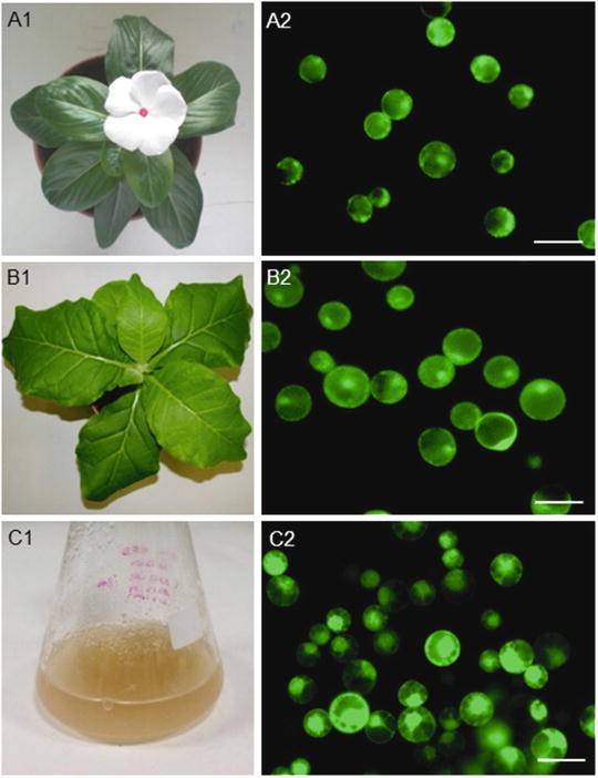 Protoplast Transformation as a Plant-Transferable Transient Expression ...