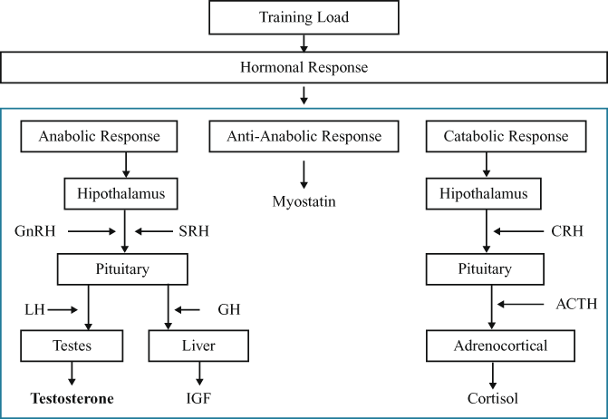Consequences of the Use of Anabolic-Androgenic Steroids for Male ...