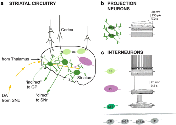 Optogenetic Dissection of the Striatal Microcircuitry | SpringerLink