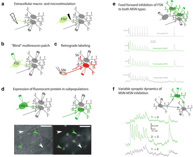 Optogenetic Dissection of the Striatal Microcircuitry | SpringerLink