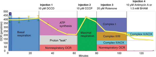 Mitochondrial Stress Tests Using Seahorse Respirometry on Intact ...