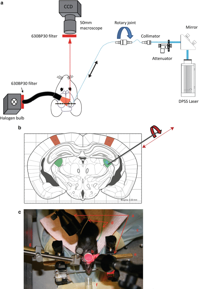 Optogenetic Tools for Confined Stimulation in Deep Brain Structures ...