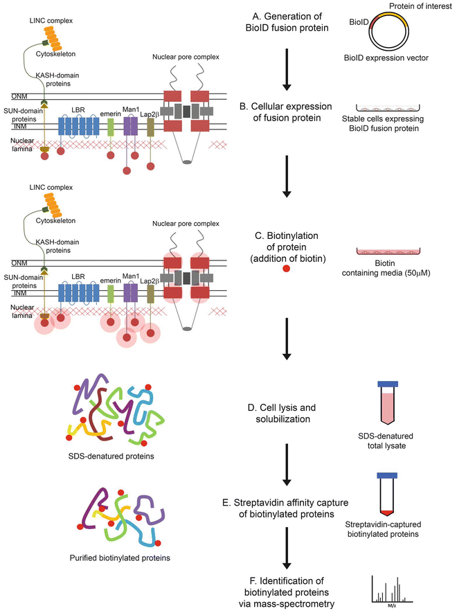 Identifying Protein-Protein Associations at the Nuclear Envelope with ...