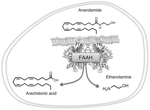 Assay of FAAH Activity | SpringerLink