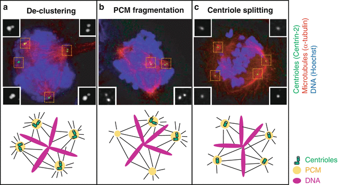 Using Cell Culture Models of Centrosome Amplification to Study ...