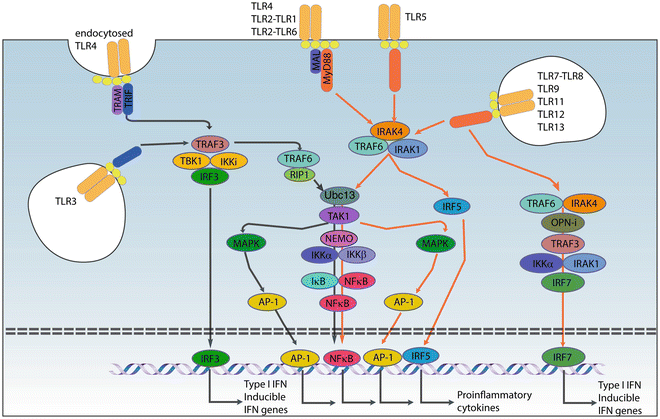 Innate Immune Receptors | SpringerLink
