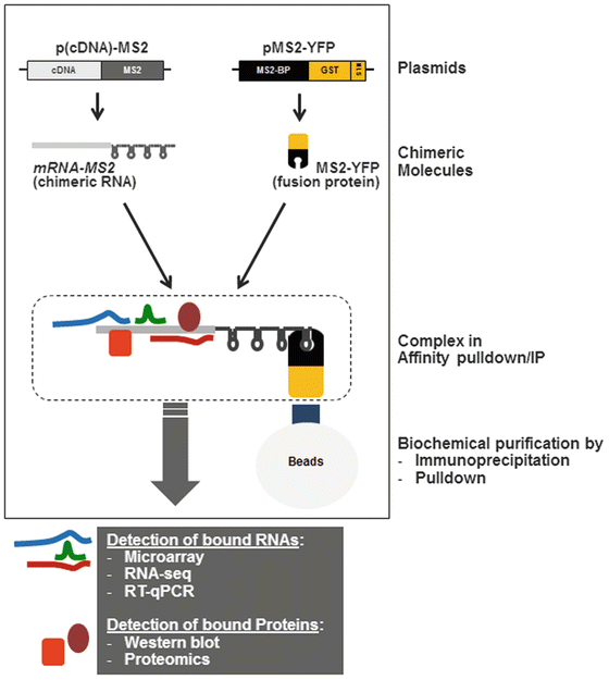 Identification of mRNA-Interacting Factors by MS2-TRAP (MS2-Tagged RNA ...