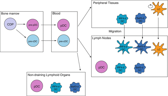 Review of Mouse and Human Dendritic Cell Subsets | SpringerLink