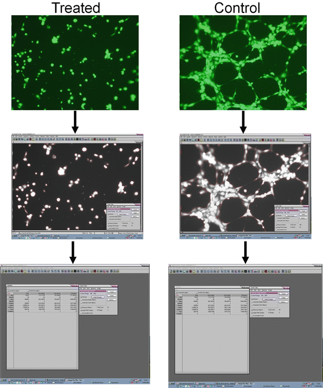 In Vitro Assays for Endothelial Cell Functions Required for ...