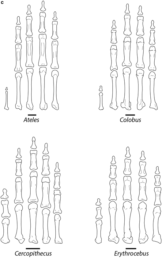 Morphological Diversity in the Digital Rays of Primate Hands | SpringerLink