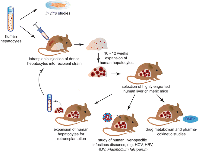 Generation of Human Liver Chimeric Mice for the Study of Human ...