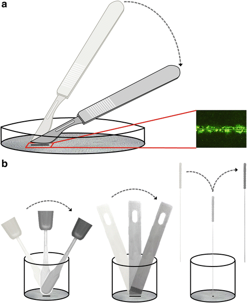 Scrape Loading/Dye Transfer Assay | SpringerLink
