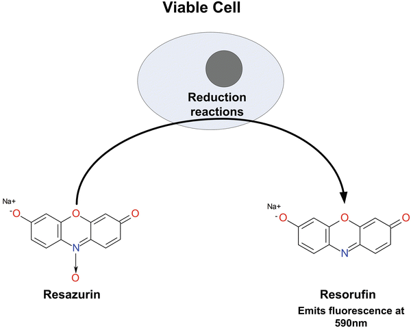 High-Throughput Cell Toxicity Assays | SpringerLink