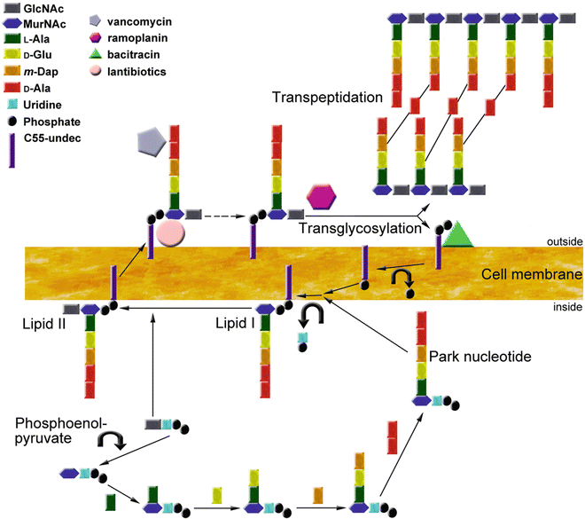 Extraction and Analysis of Peptidoglycan Cell Wall Precursors ...