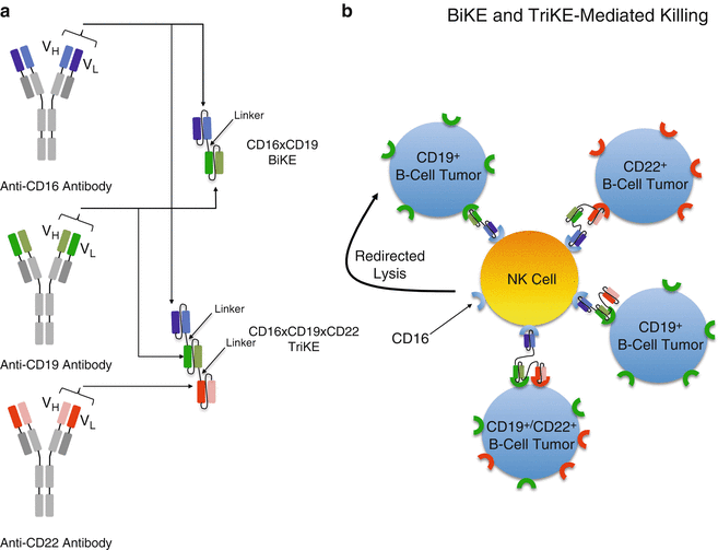 Generation of BiKEs and TriKEs to Improve NK Cell-Mediated Targeting of ...