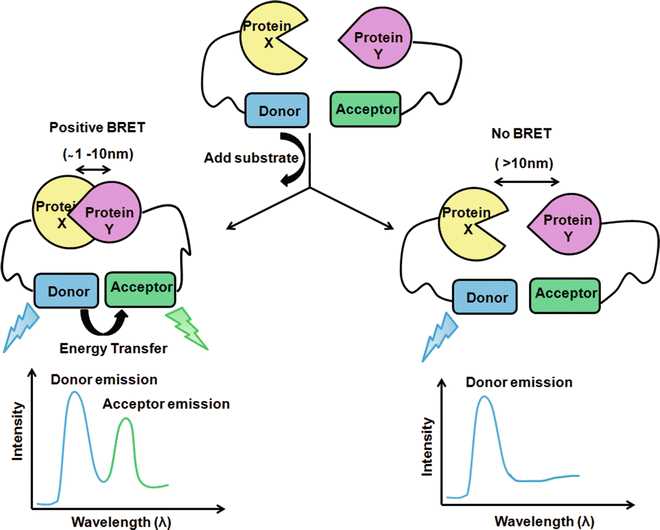 Use of BRET to Study Protein–Protein Interactions In Vitro and In Vivo ...