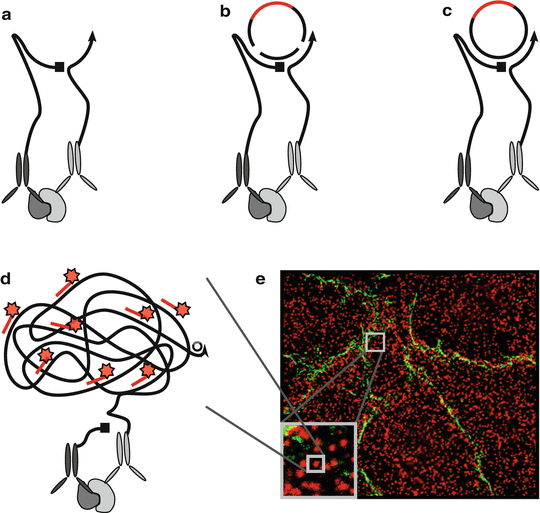 In Situ Proximity Ligation Assay (In Situ PLA) to Assess PTP-Protein ...