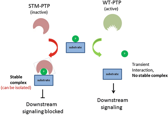 Use of Dominant-Negative/Substrate Trapping PTP Mutations to Search for ...