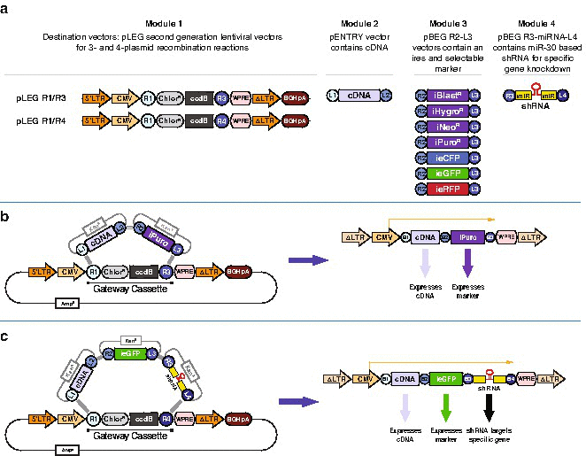 Construction of Modular Lentiviral Vectors for Effective Gene ...