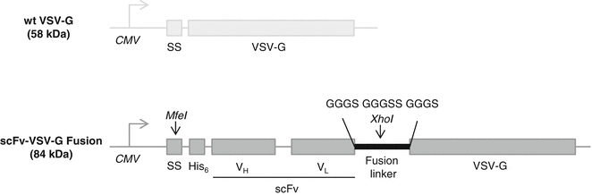 Optimized Lentiviral Transduction Protocols by Use of a Poloxamer ...