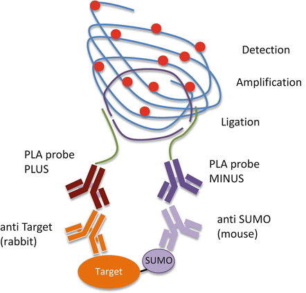 Detection of Protein–Protein Interactions and Posttranslational ...