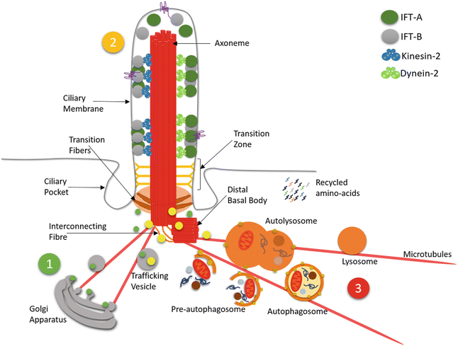 Methods to Study Interactions Between Ciliogenesis and Autophagy ...