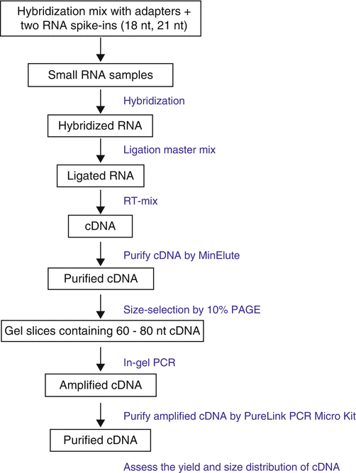 Deep Sequencing Analysis of Nucleolar Small RNAs: RNA Isolation and ...
