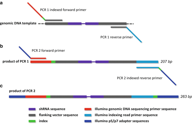 Pooled shRNA Screening in Mammalian Cells as a Functional Genomic ...