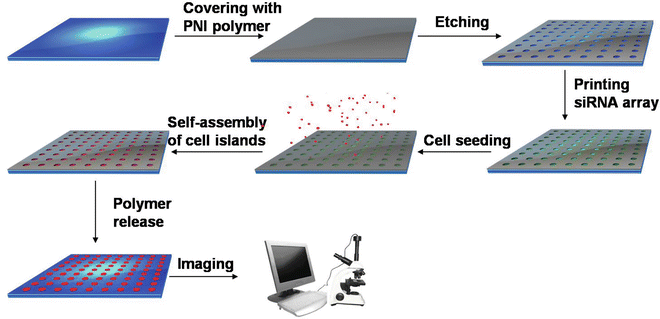 Self-Assembled Cell Microarray (SAMcell) for High-Throughput RNAi Screening | SpringerLink
