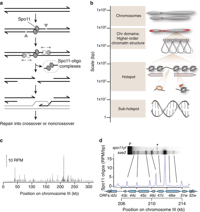 Sequencing Spo11 Oligonucleotides for Mapping Meiotic DNA Double-Strand ...