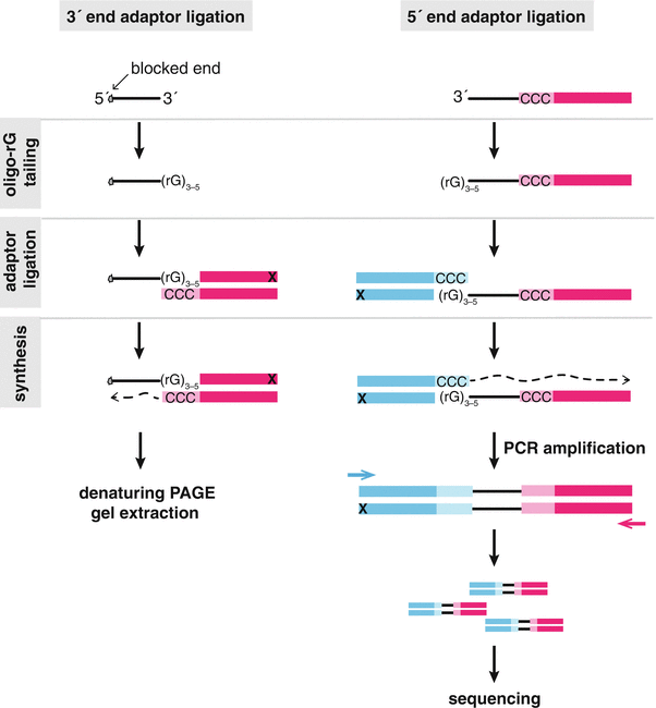 Sequencing Spo11 Oligonucleotides for Mapping Meiotic DNA Double-Strand ...