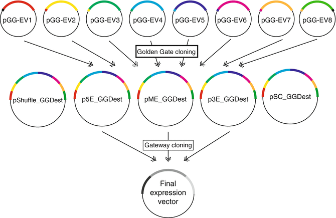 Generation of DNA Constructs Using the Golden GATEway Cloning Method ...