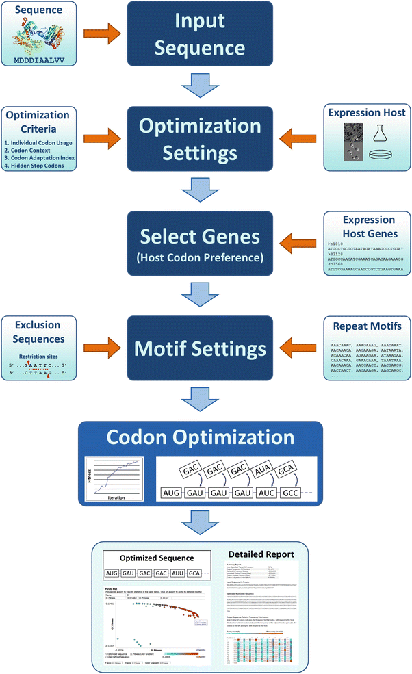 Synthetic Gene Design Using Codon Optimization On-Line (COOL ...