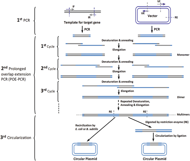 Simple Cloning by Prolonged Overlap Extension-PCR with Application to ...