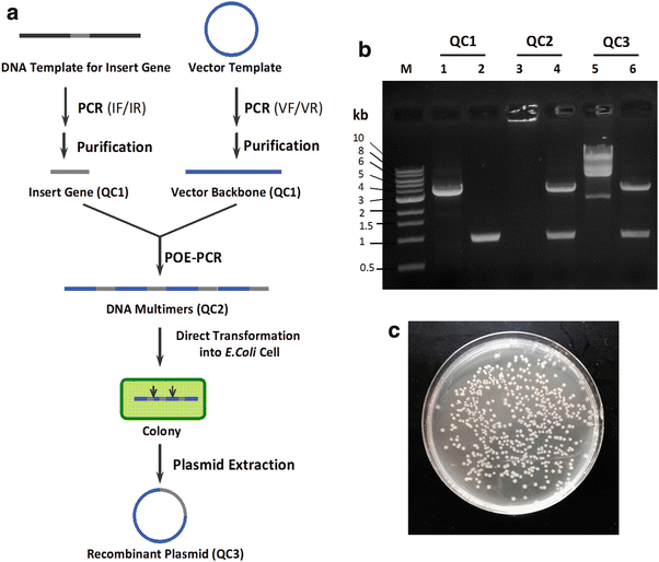 Simple Cloning by Prolonged Overlap Extension-PCR with Application to ...