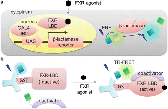 Transactivation and Coactivator Recruitment Assays for Measuring ...