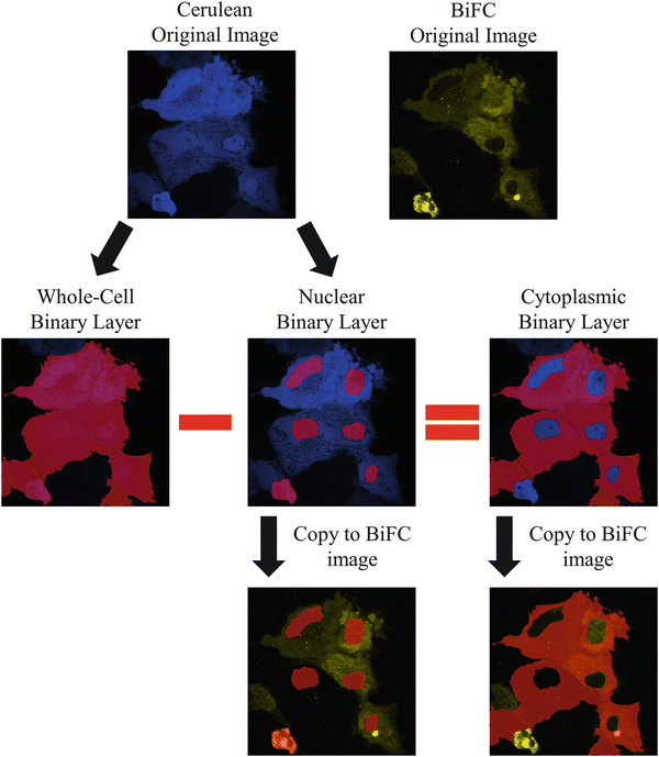 Bimolecular Fluorescence Complementation (BiFC) Analysis of Protein–Protein Interactions and ...