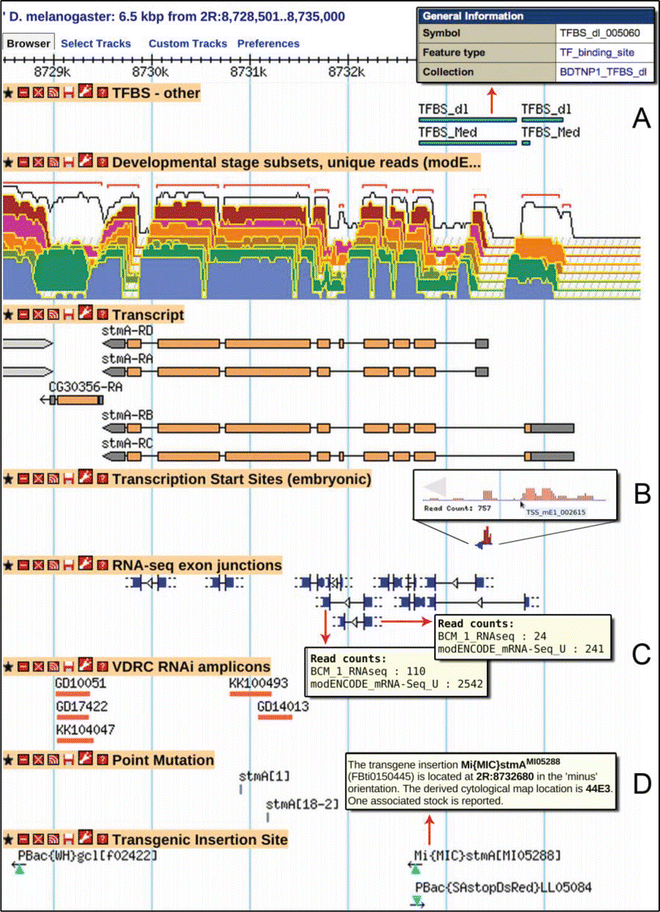 Using FlyBase, a Database of Drosophila Genes and Genomes | SpringerLink