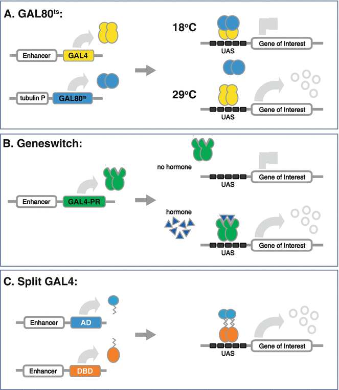 The GAL4 System: A Versatile System for the Manipulation and Analysis ...