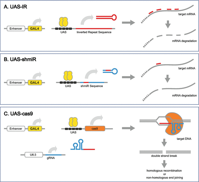 The GAL4 System: A Versatile System for the Manipulation and Analysis ...
