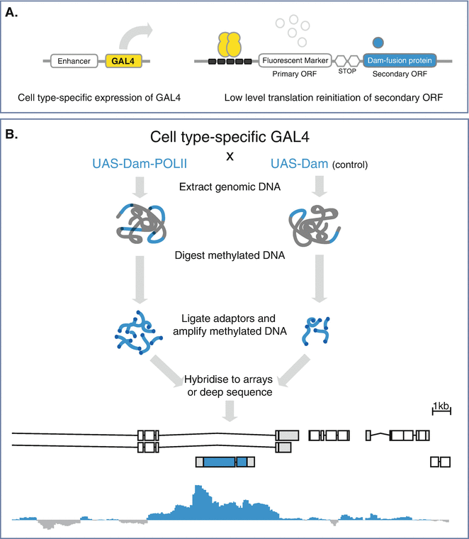 The GAL4 System: A Versatile System for the Manipulation and Analysis of Gene Expression ...
